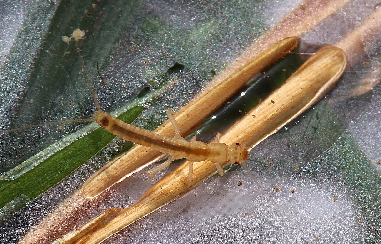 Aquatic Insects of Central Virginia: The "other" small winter stonefly ...
