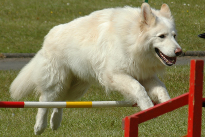 Pure White German Shepherd | Dog German Shepherds
