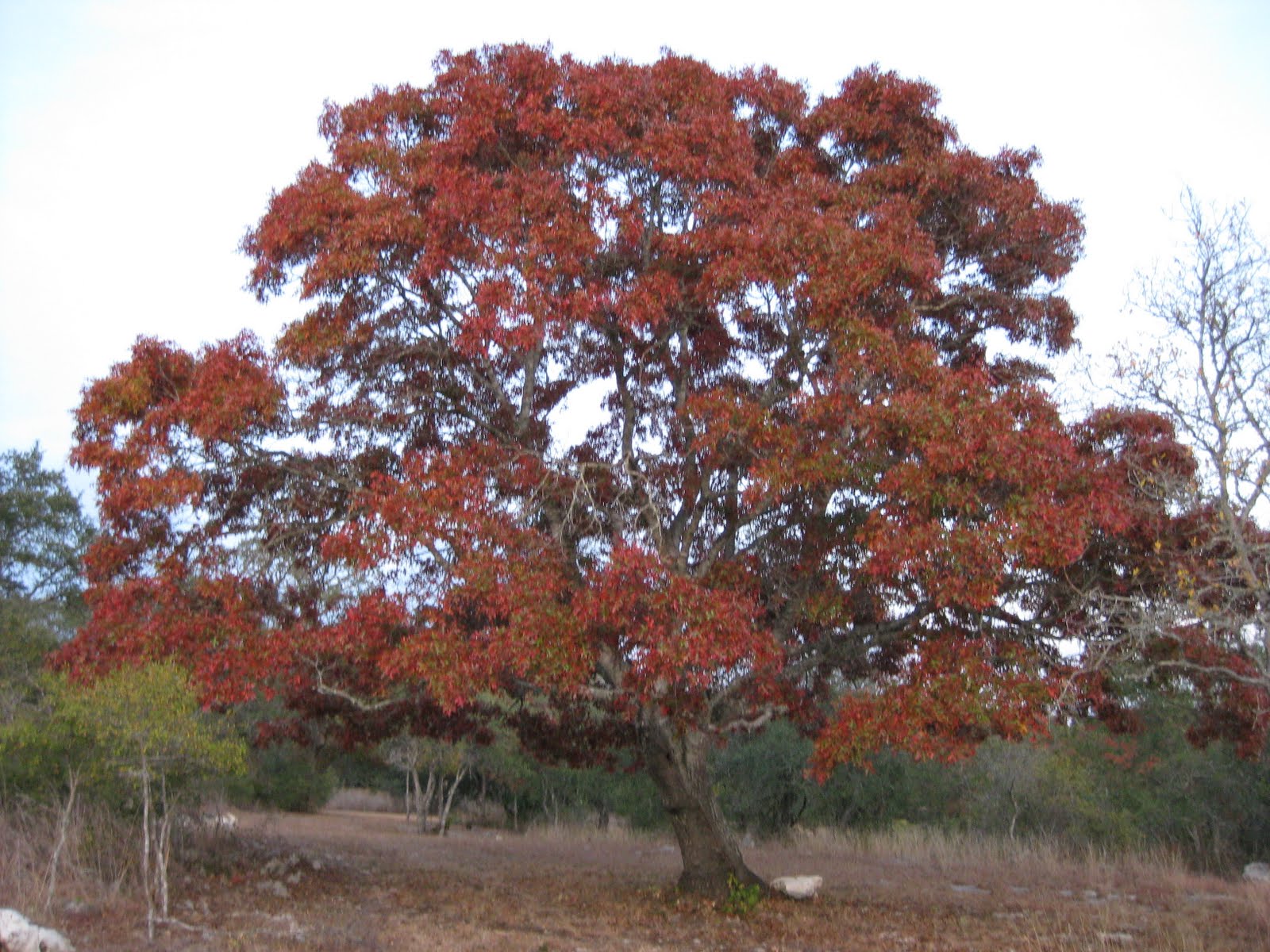 Oak, Quercus - Wildflower School of Botanical Medicine