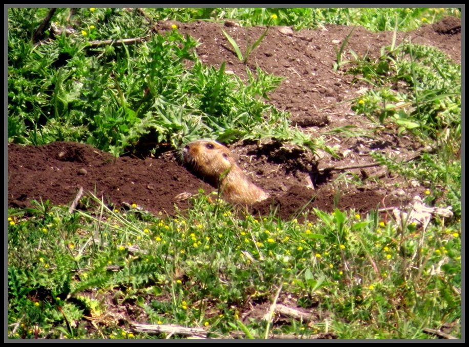 Beszamel i spółka bez ograniczeń: Tukotuko z pozostałych krajów Ameryki ...