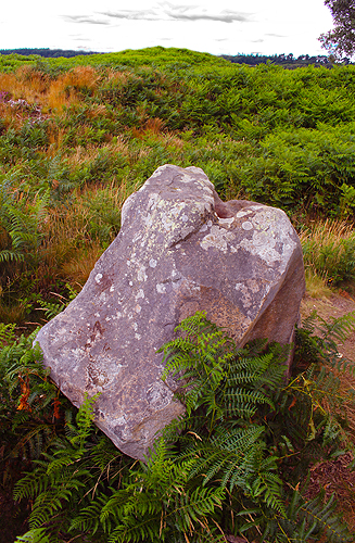 Paintwalk : The Devil Stone Bere Regis Dorset Megalith