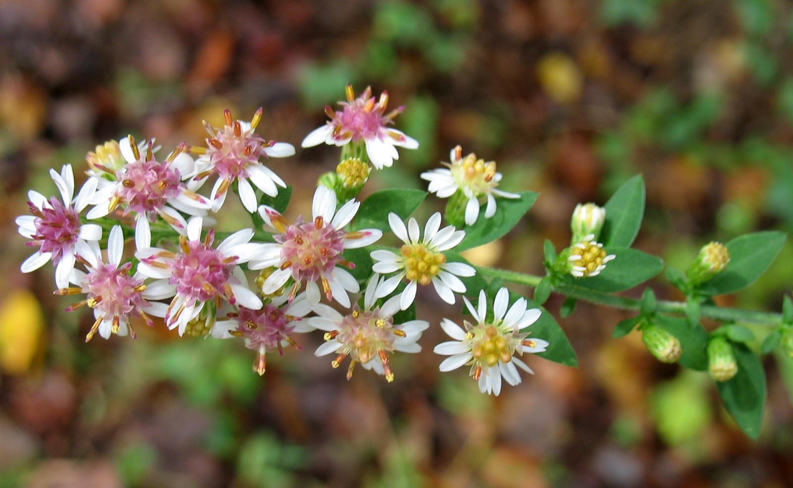 Using Georgia Native Plants: Asters, Asters, Asters