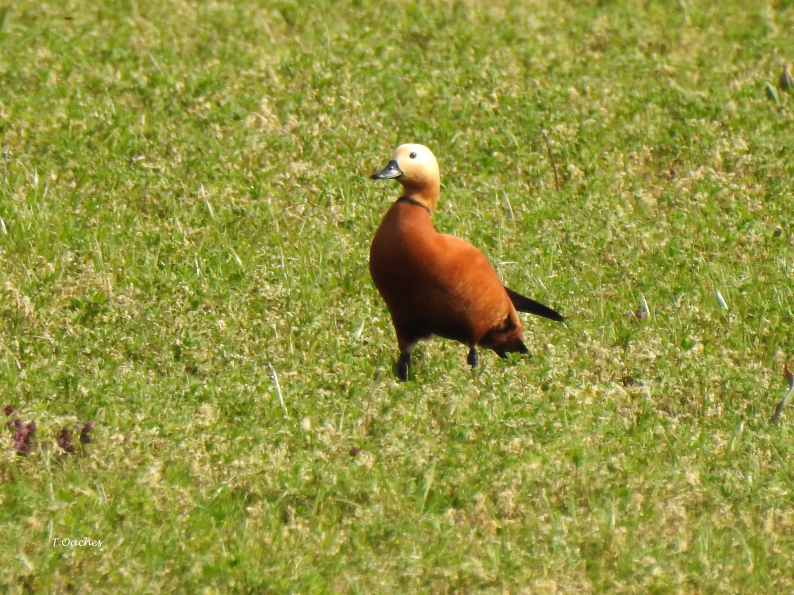 PASARI DIN ROMANIA: CALIFAR ROSU, Tadorna ferruginea