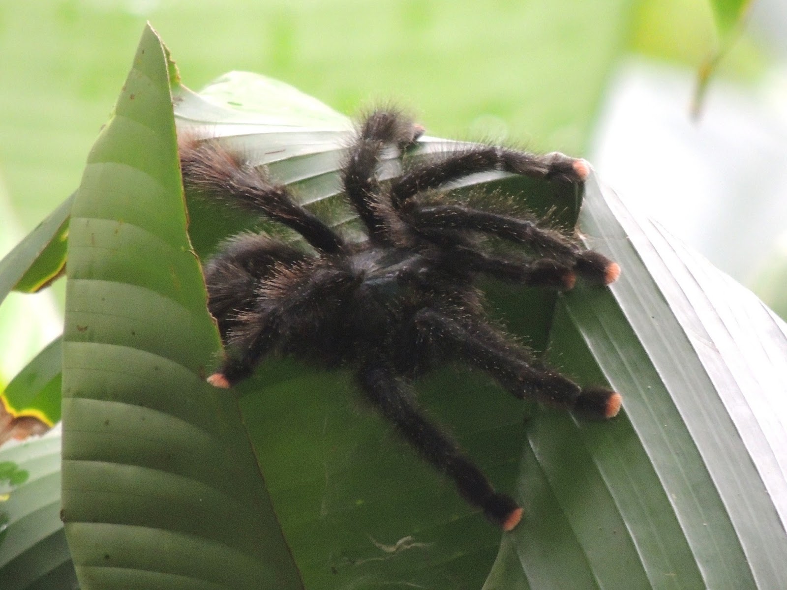 Babzy Photos Blog: Guyane : Matoutou