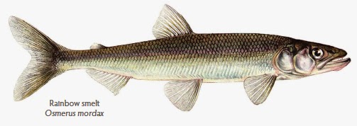 Watershed Action Alliance: Did You Know? Rainbow Smelt Restoration is ...