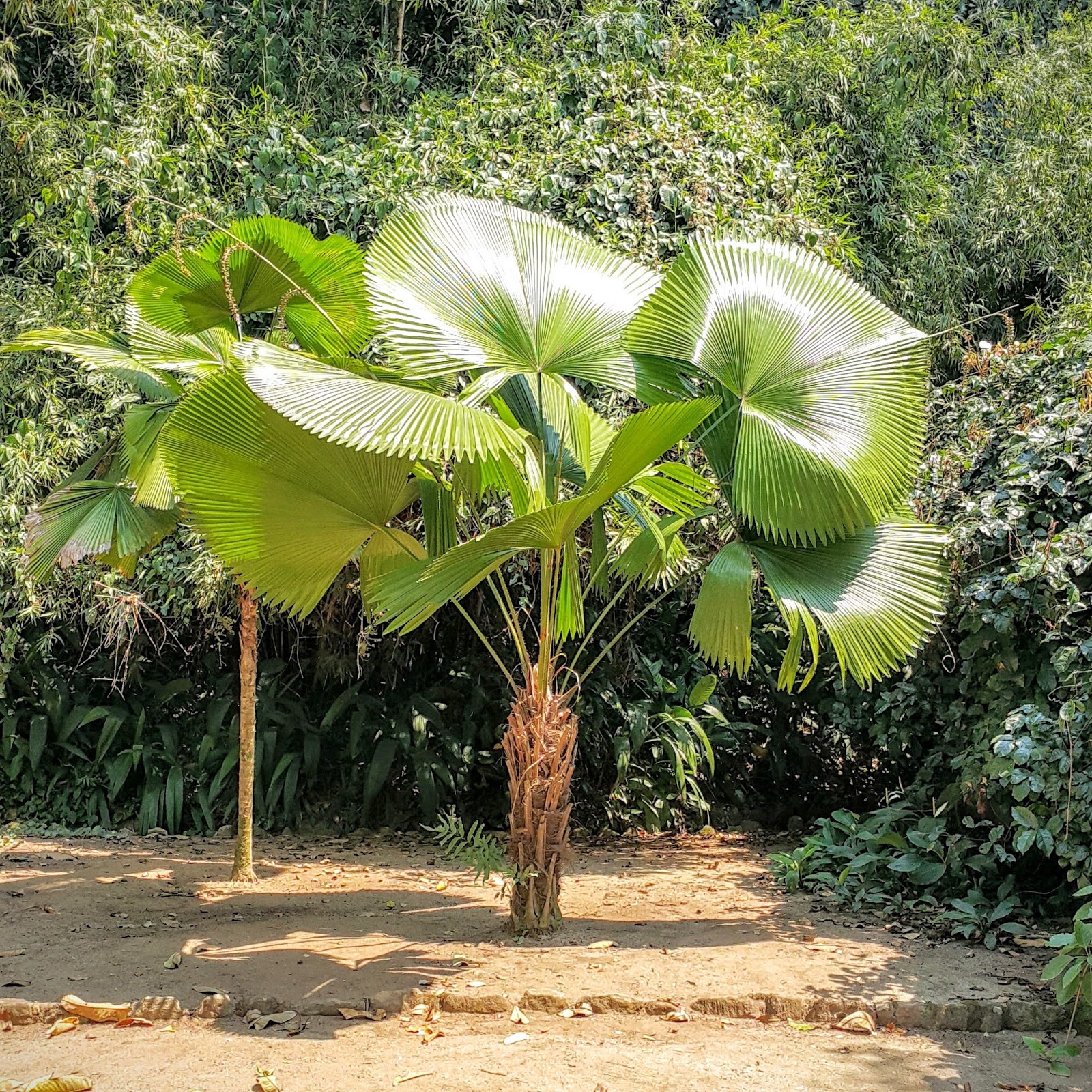 "Verdade//aspas" : 👪 Arecaceae (Licuala grandis)