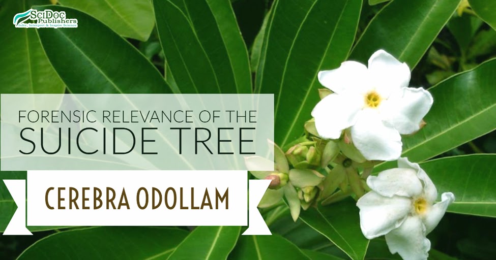 article - Forensic Relevance of The Suicide Tree “Cerebra Odollam”