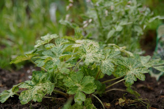 Mój ogród: Geranium yoshinoi 'Confetti'