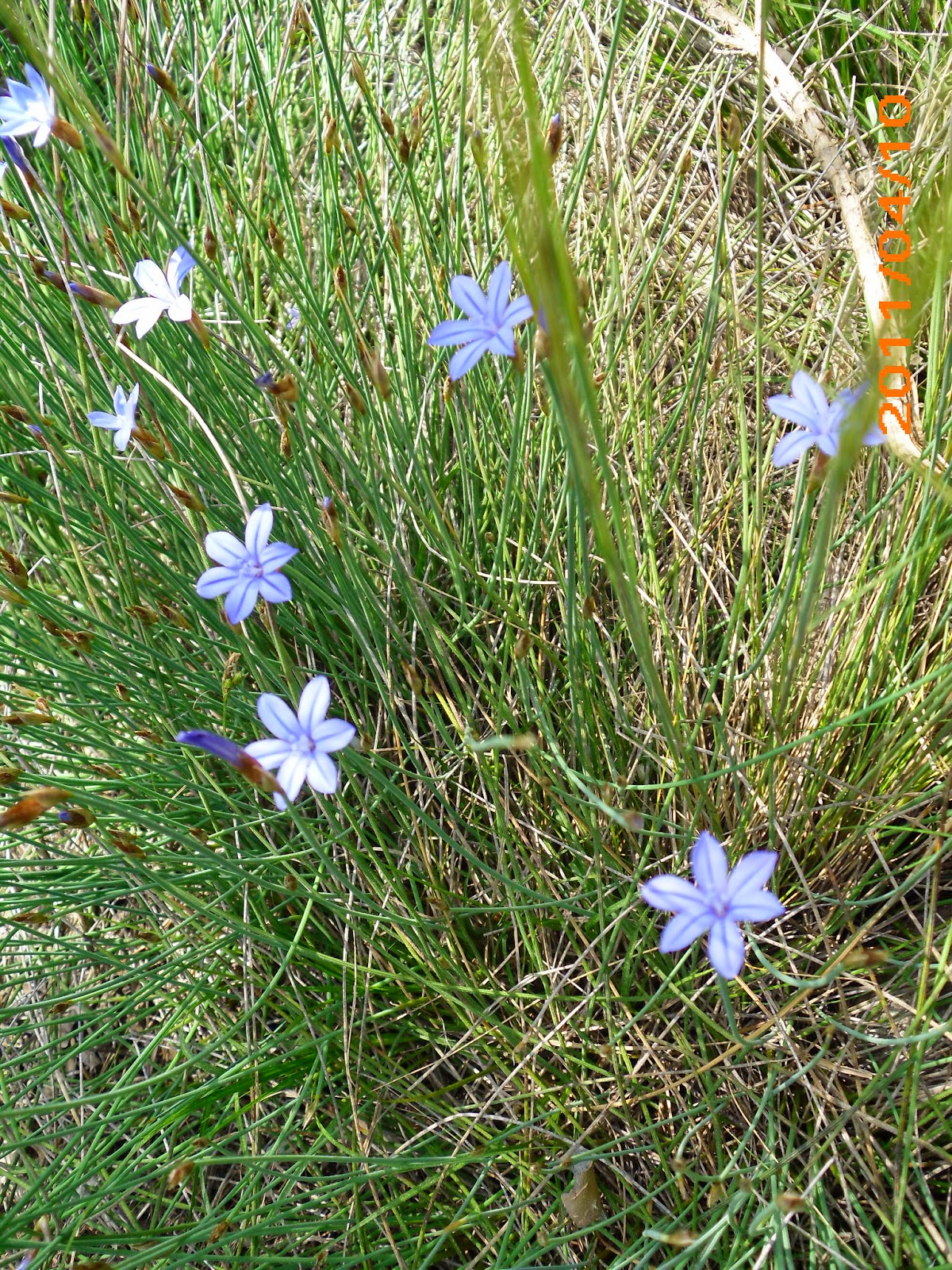 Gastronomia Salvatge i Cuina Silvestre: La Jonça, "caramels de bosc"