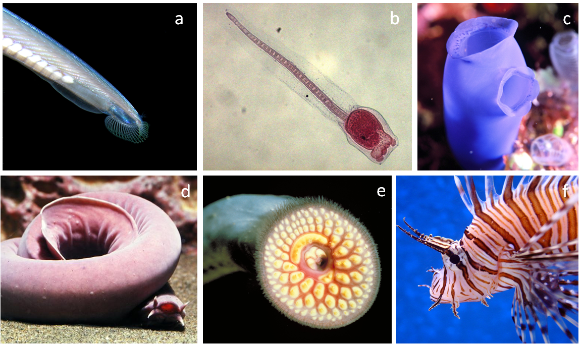 Tunicates And Lancelets