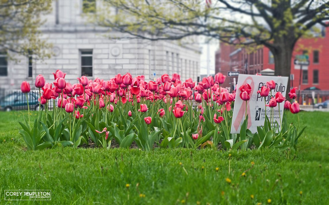 Corey Templeton Photography: Portland Pink Tulip Project