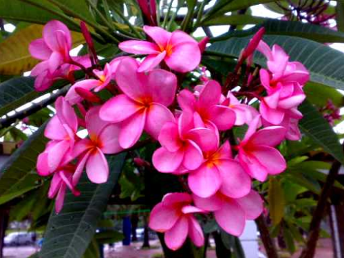 Cara Perkembangbiakan dan Penanaman Bunga Kamboja