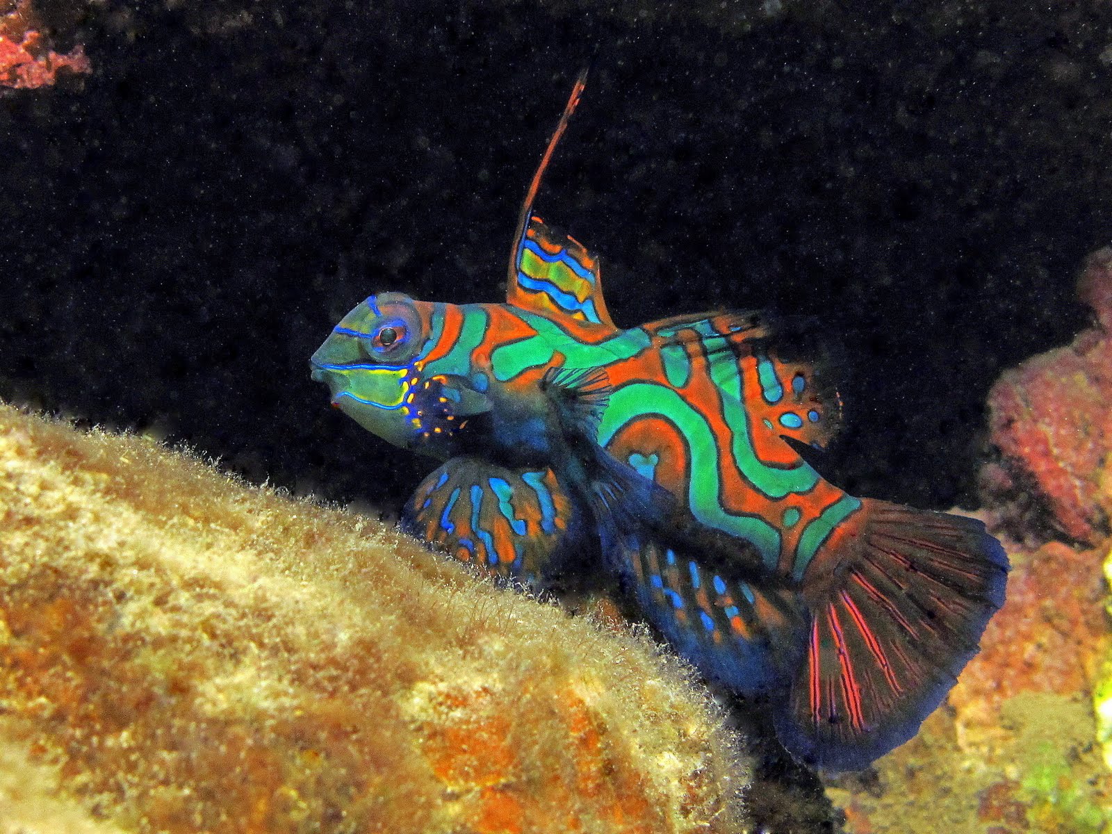 Mandarin Fish Wallpapers Mandarin Pictures - HD Animal Wallpapers