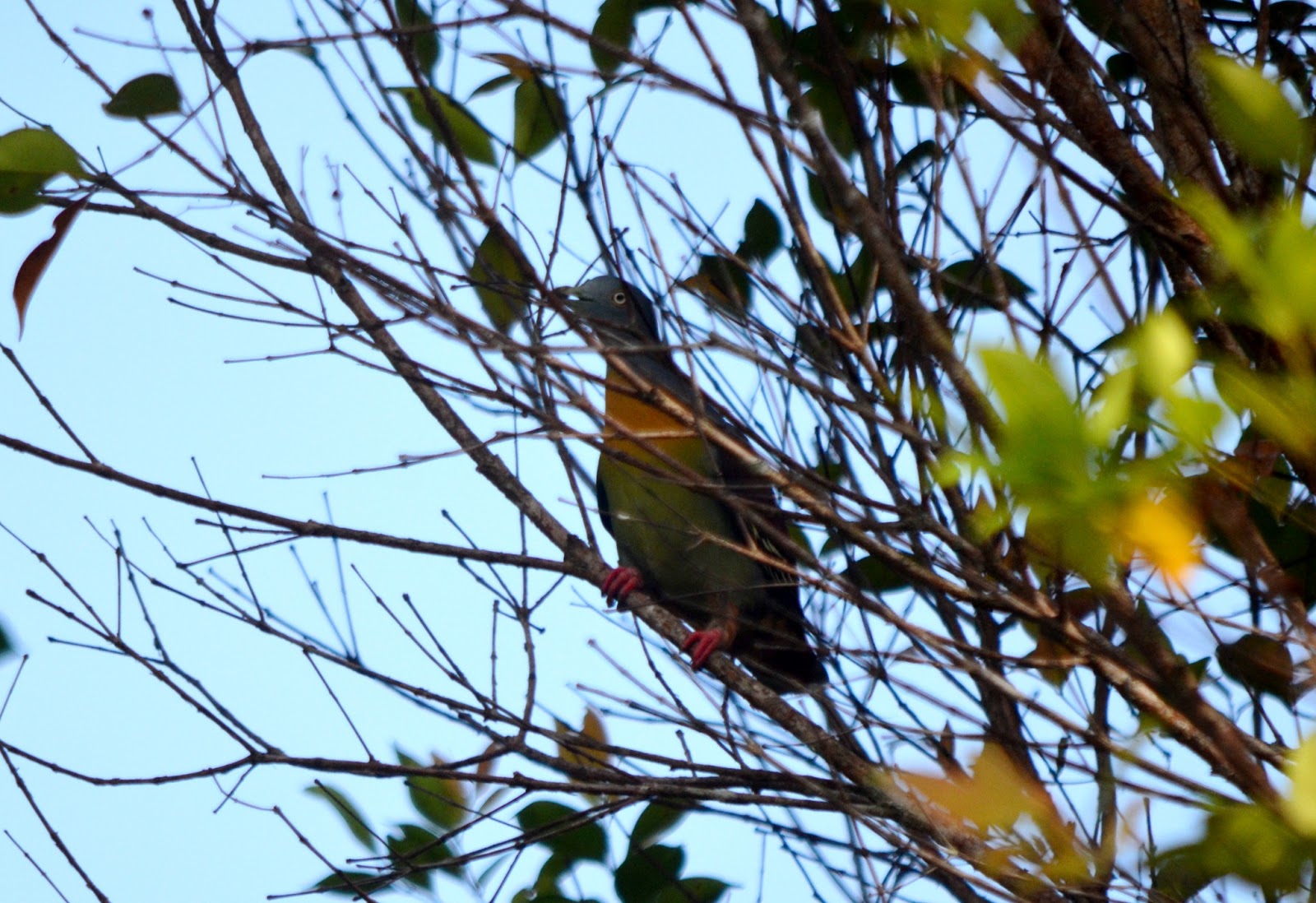 The Kambatik Park, Bintulu.: "Punai Daun" or the Little Green Pigeon.