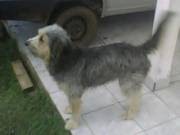 CachorrosBlogs.: Barbudo - Cachorros.