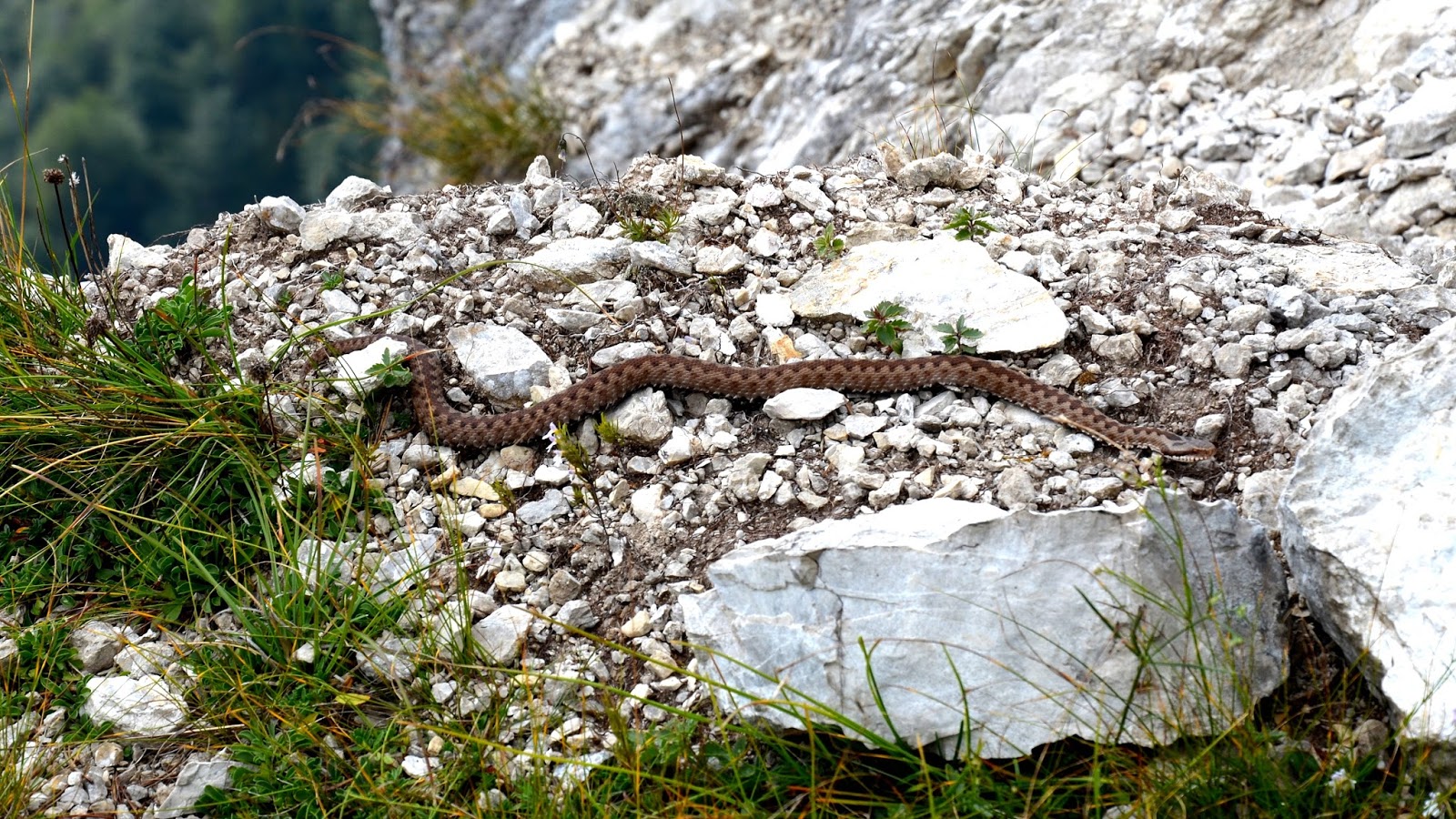 Cosa fare in caso di morso di Vipera