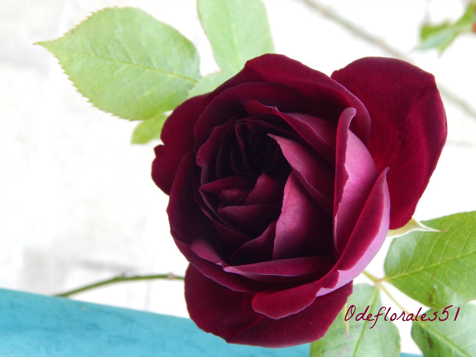 Beautés Florales : Rosiers de couleur pourpre