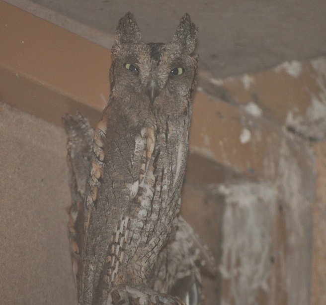 ZOOTOGRAFIANDO (5.836 ANIMALS): AUTILLO EUROPEO / COMMON SCOPS-OWL ...
