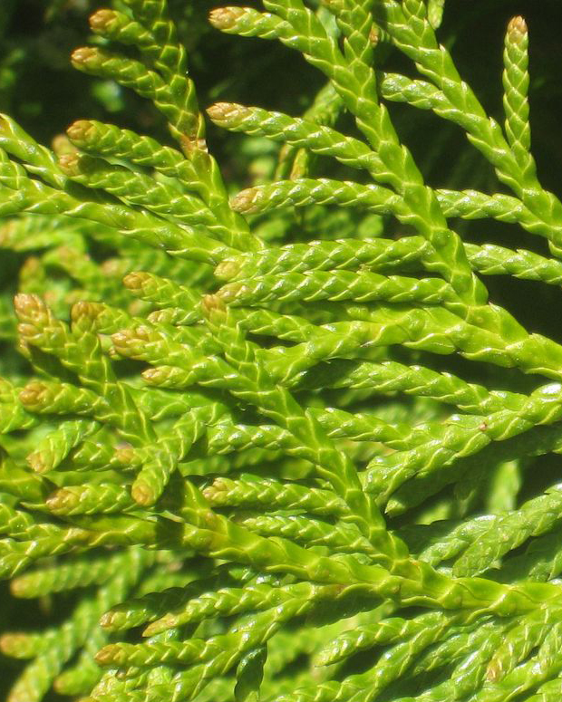 elarbolmiamigo-encinarosa: Tuya / Thuja Occidentalis / Thuja orientalis ...