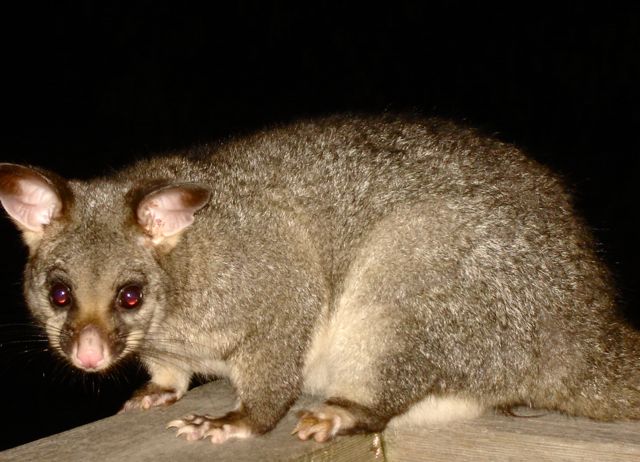 jo rosenblum: Guess Who Came To Dinner..This big fat possum