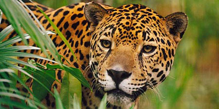 Aprender con Beablog: EL AMAZONAS:RÍO,NATURALEZA,ANIMALES,BOSQUE ...