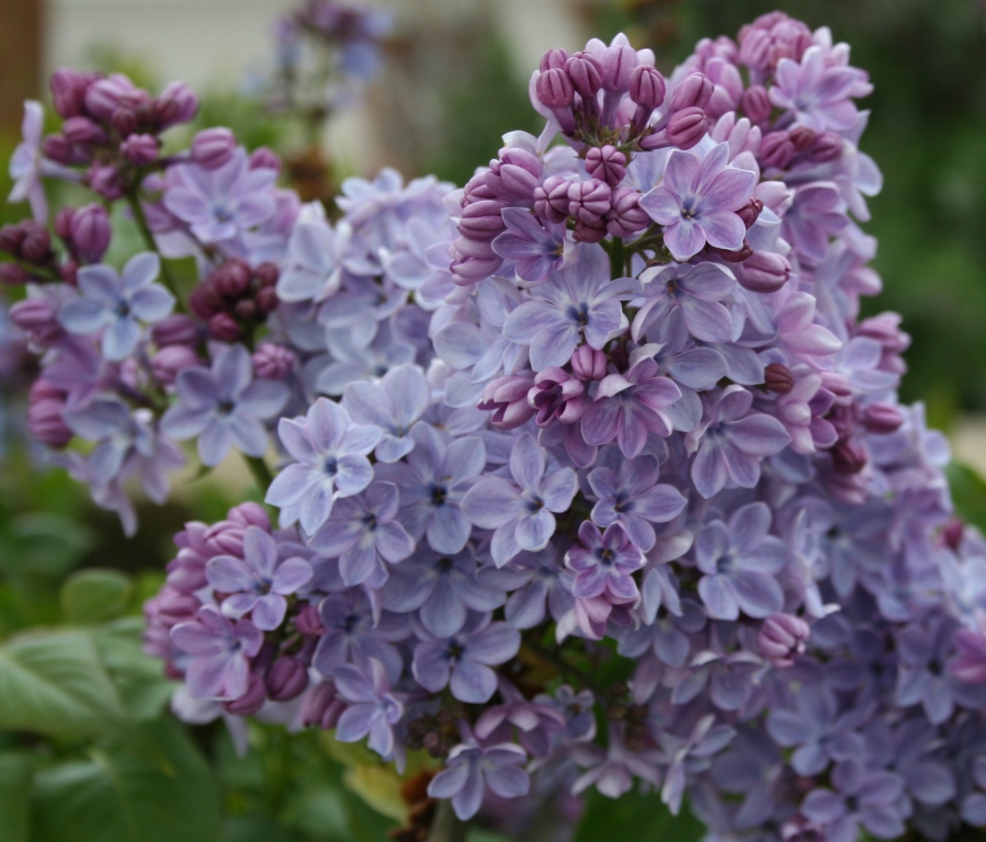 Garden Musings: Lilac Weeks