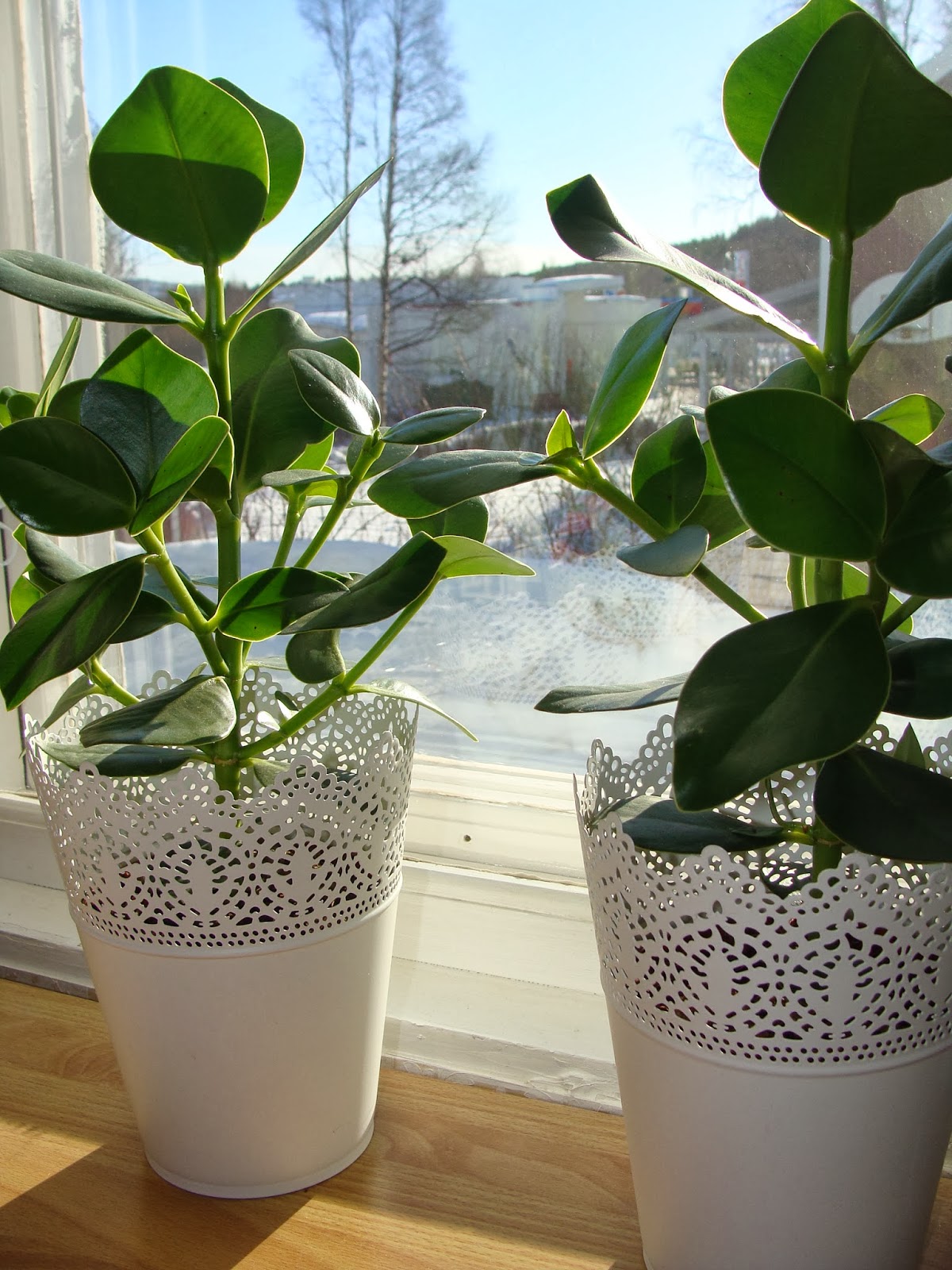 KÄY PEREMMÄLLE : Viherkasvit / Grönväxter