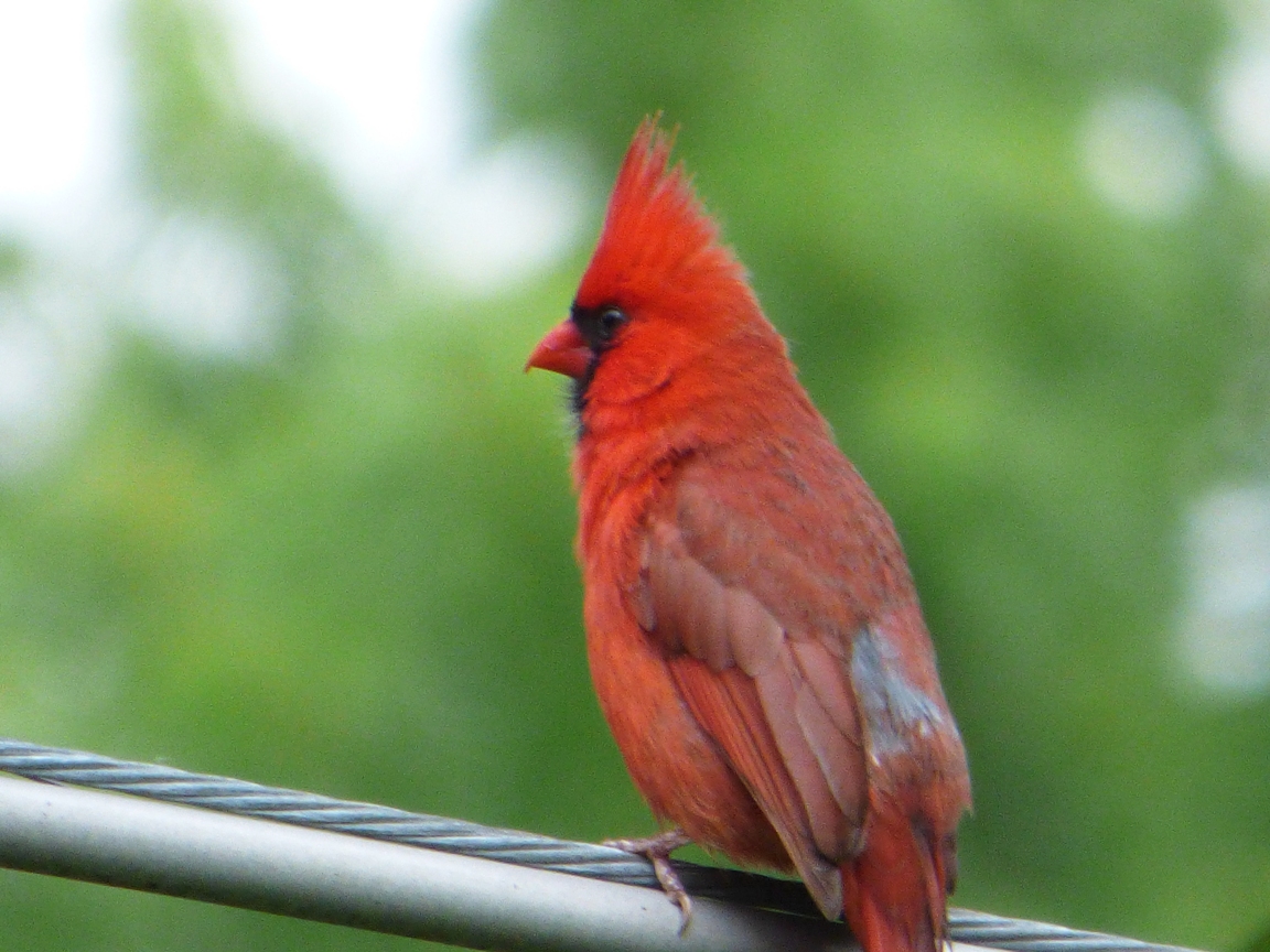 Geotripper's California Birds: When the Commonplace isn't so Common ...
