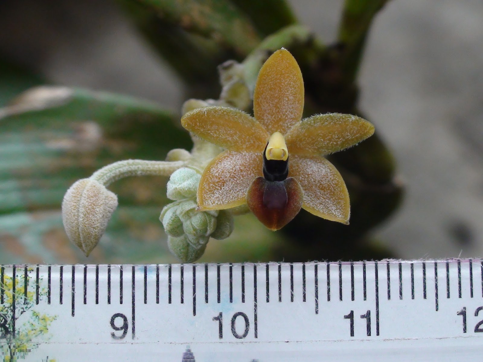 Wild orchids in sumatra: Callostylis rigida Blume, 1825