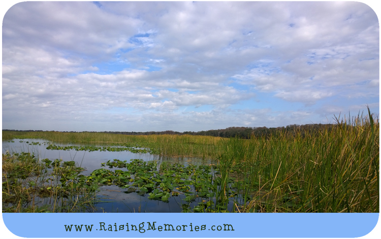 Wild Florida Airboat Tour & Wildlife Park