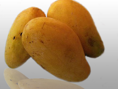 JUAL BIBIT TANAMAN BUAH: MANGGA CHOKANAN