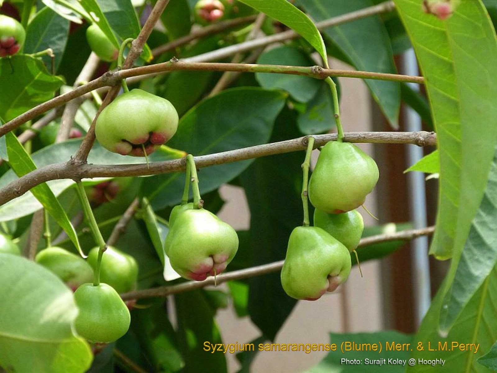 Medicinal Plants: Syzygium samarangense Jamrul, Chambekka, Java Apple ...