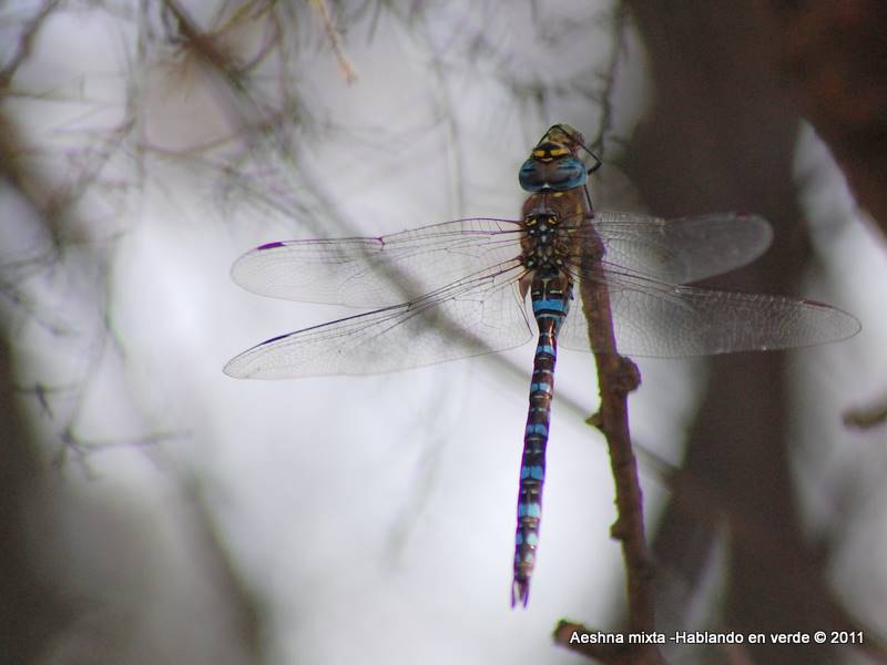 Hablando en verde: Aeshna mixta