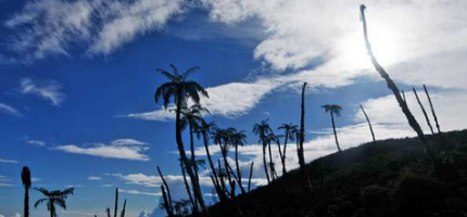 Pakis Gunung (Cycadaceae) | Survival