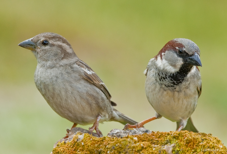 El gorrión, la historia del pícaro "invasor"