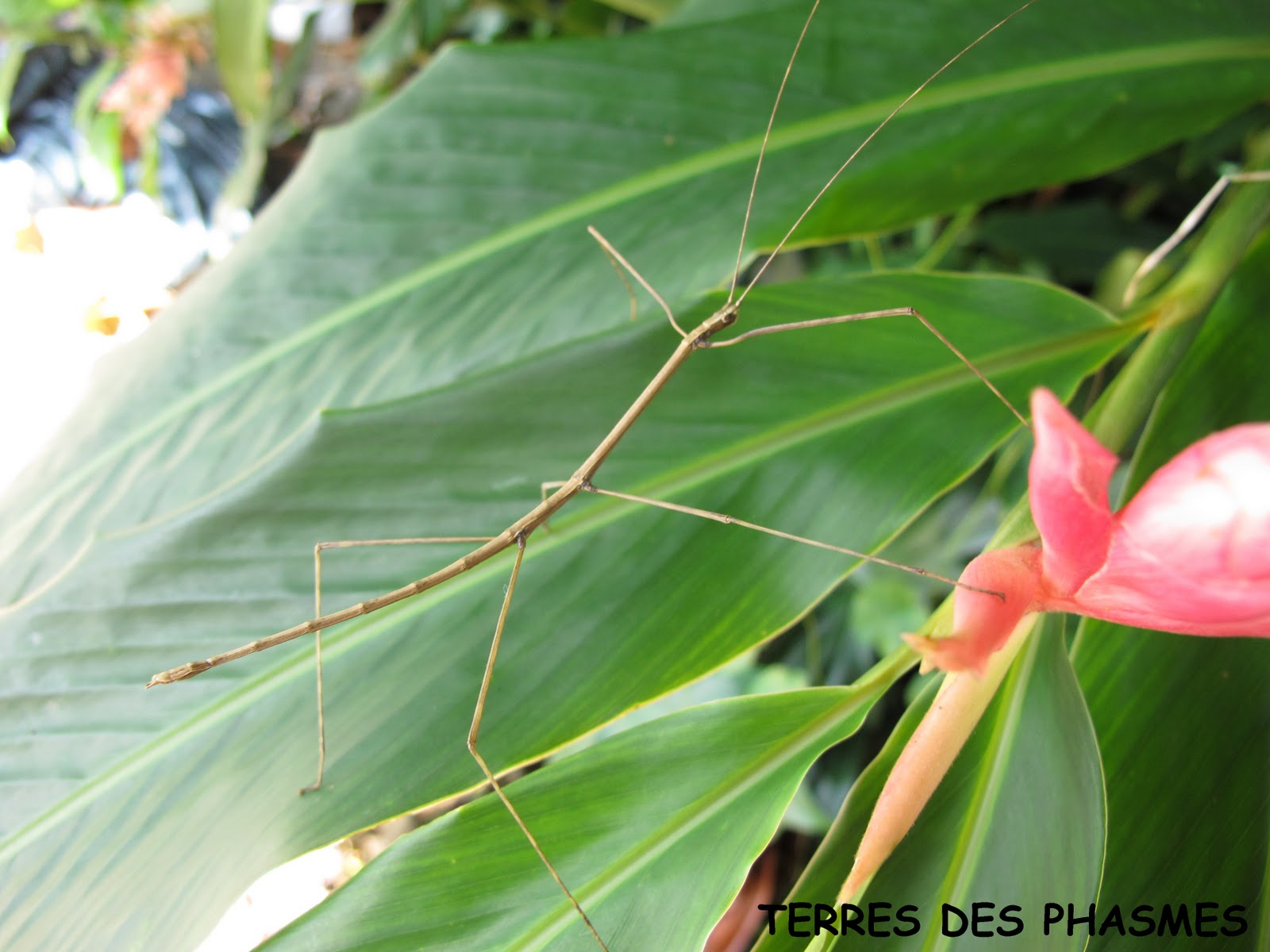 Terres des phasmes: Clonistria sp Martinique (espèce du nord)