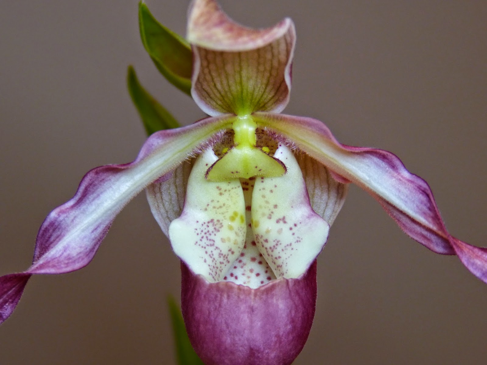 North Coast Orchids: Phragmipedium Sedenii