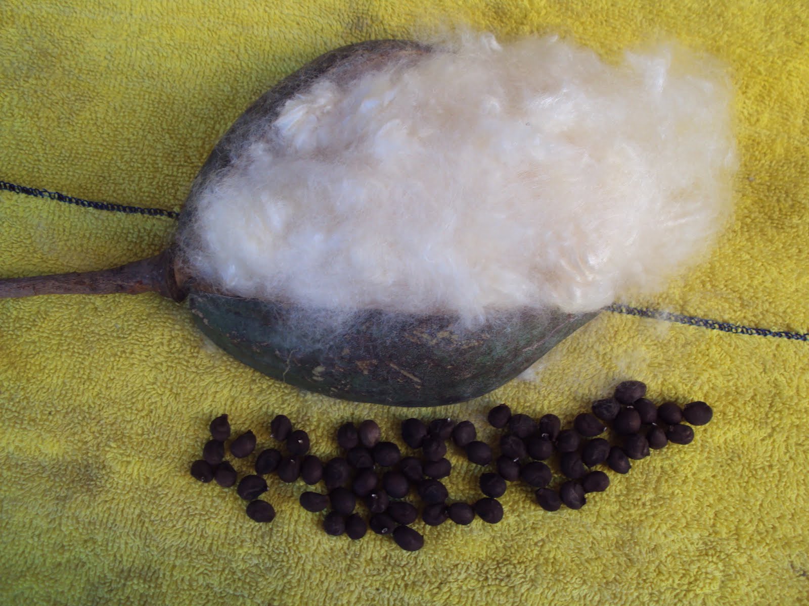 Biodiversidad y Cultura Amazónica: HUIMBA (Ceiba sumauma)