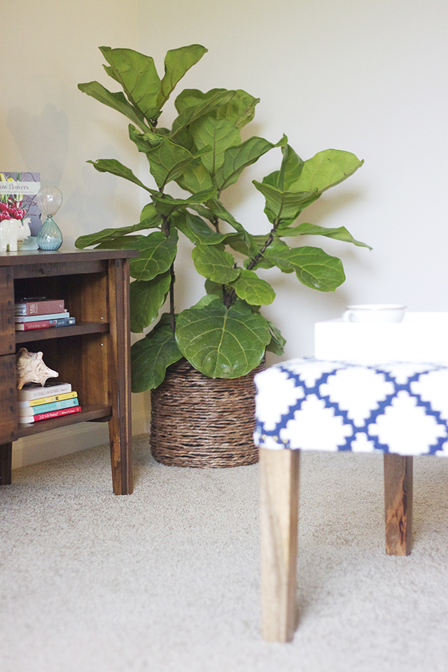 FOUND: Fiddle Leaf Tree - Michaela Noelle Designs