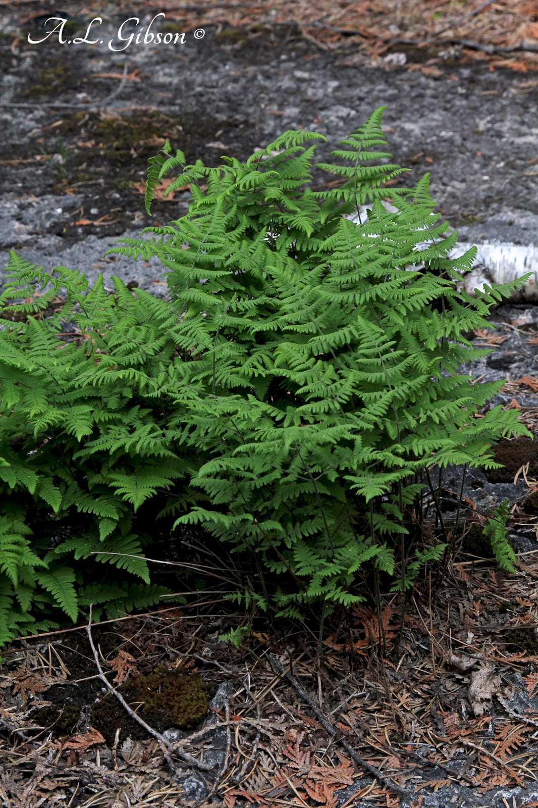 The Buckeye Botanist: The Bruce Peninsula Part VI: An Alvar Wonderland