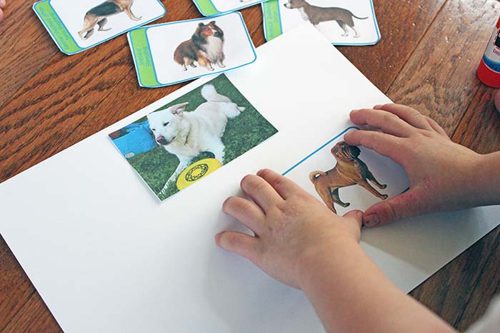 Discovering Our Dog: Learning About Dog Breeds with Canine DNA Testing ...