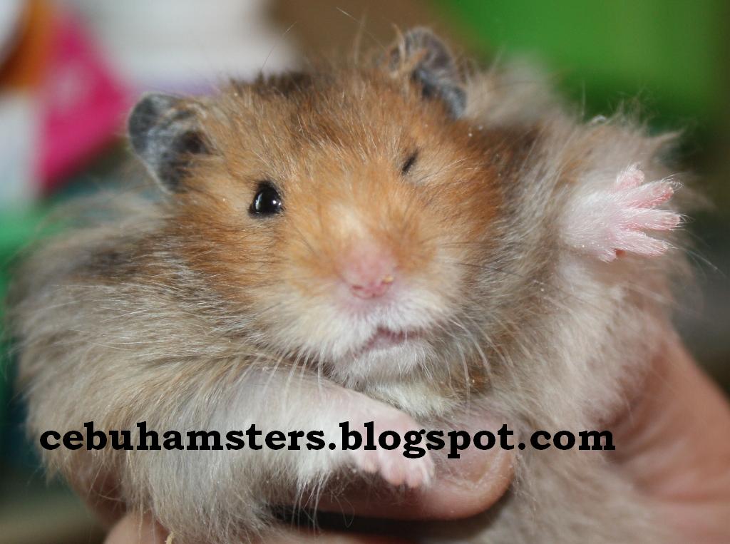 Cebu Hamsters
