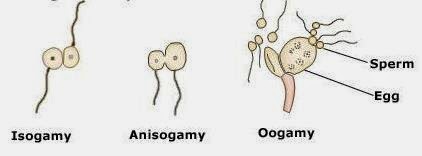 REPRODUCTION PROCESS OF FUNGUS