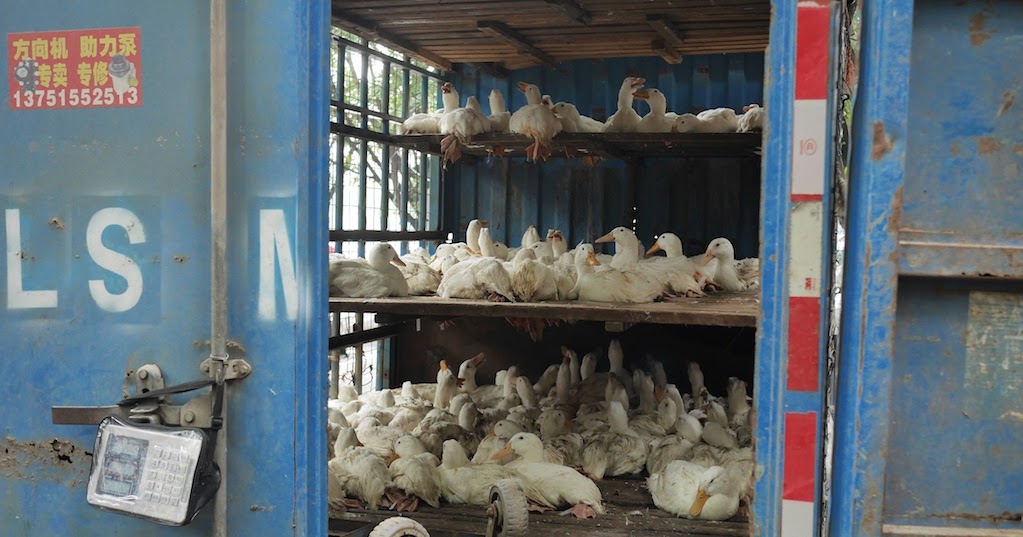 Unlucky Duckies in Huizhou - Isidor's Fugue