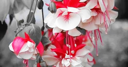 Nature Red and White Flowers | A1 Pictures