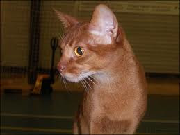 Encyclopedia of Cats Breed: Red Abyssinian Cat | Sorrel or Cinnamon