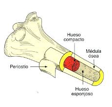 ESQUELETO HUMANO: OSIFICACIÓN