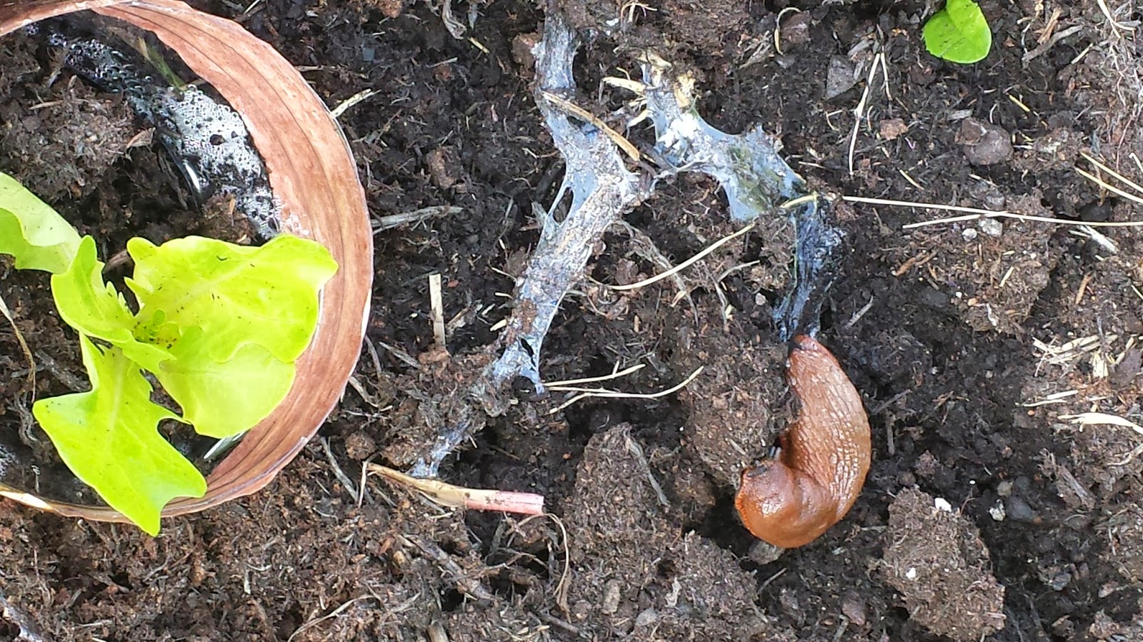 Gourmet Gardening: Fighting the slug and snail takeover