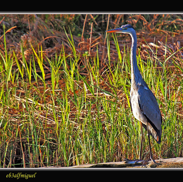 Miguel fotografia: Garza Real