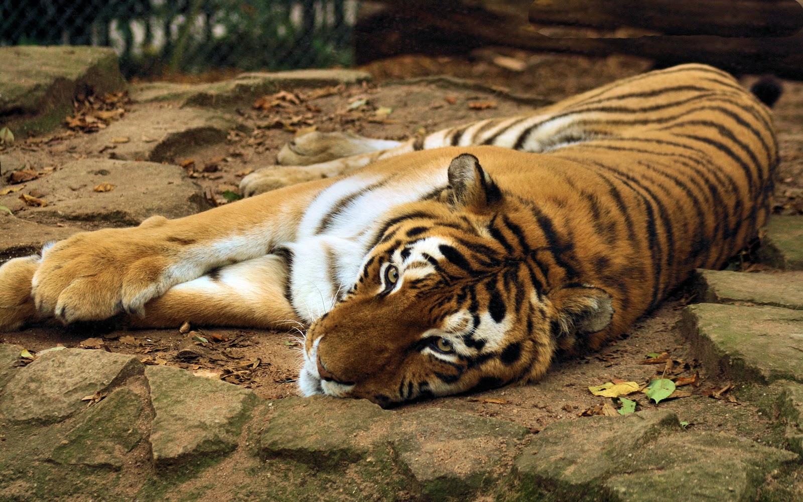 white tiger,beautiful tiger,hd tiger images,sleeping tiger high ...